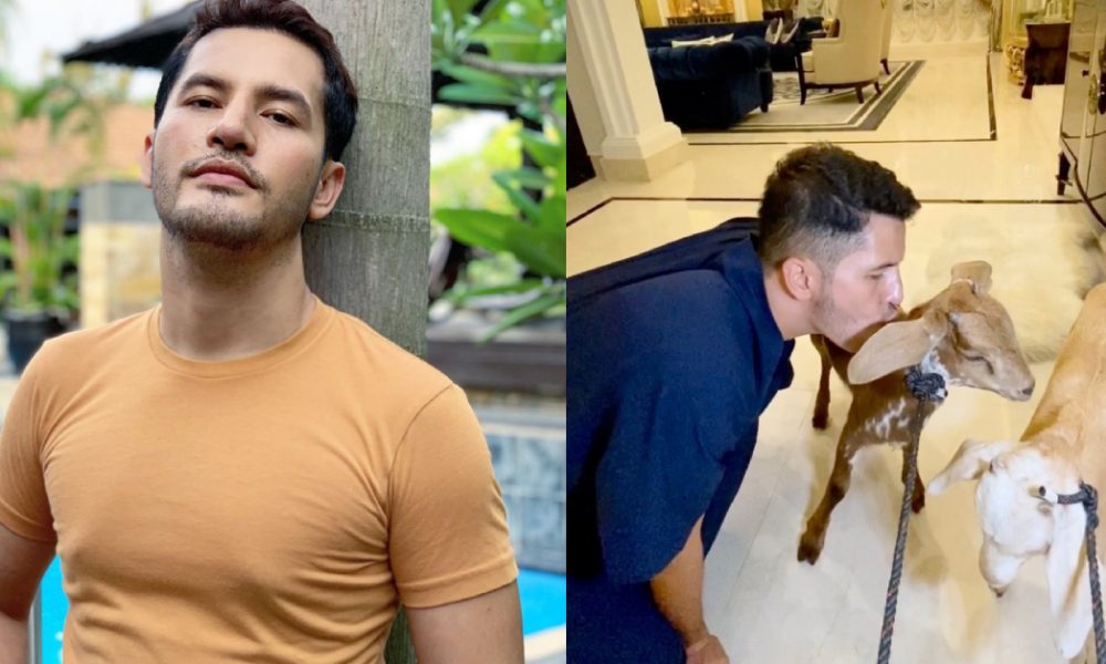 Aliff Syukri bela kambing setelah kucing liar eksotik tak jinak ...