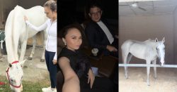 “The Best Gift From Husband..” – Intan Najuwa Dapat Hadiah Kuda Putih ...