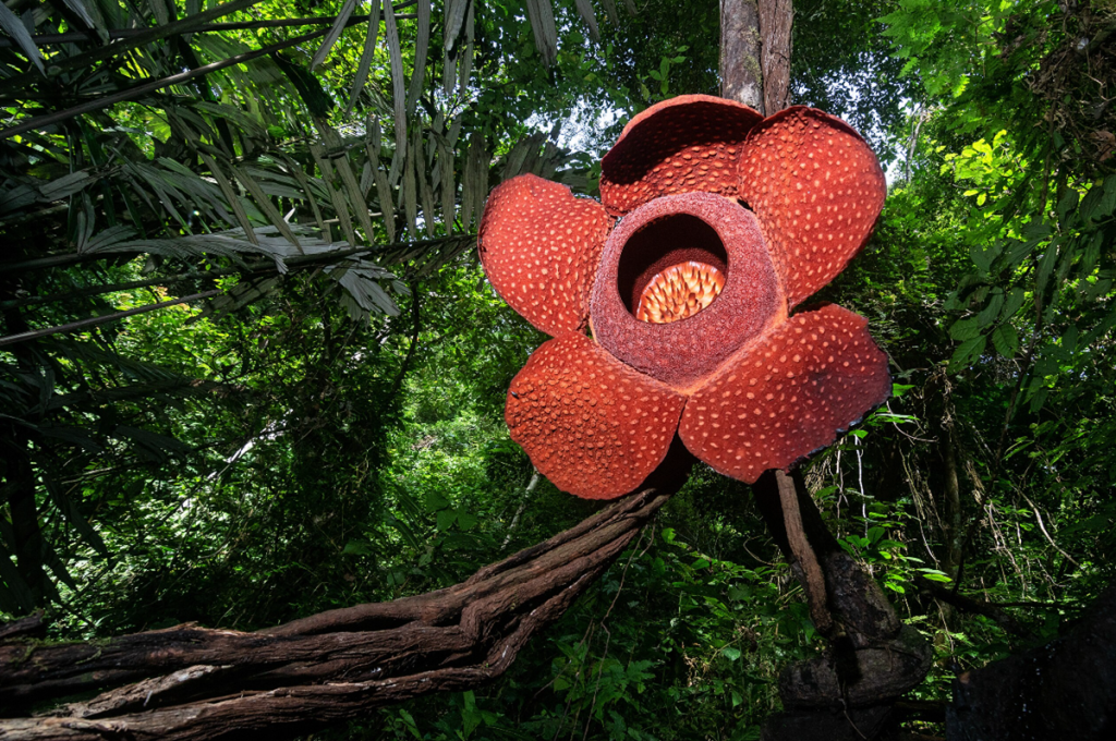 bunga rafflesia | Beautifulnara -Terkini dan Sensasi